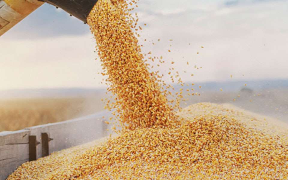 Un crecimiento del 10% registró la industria de alimentos balanceados ...