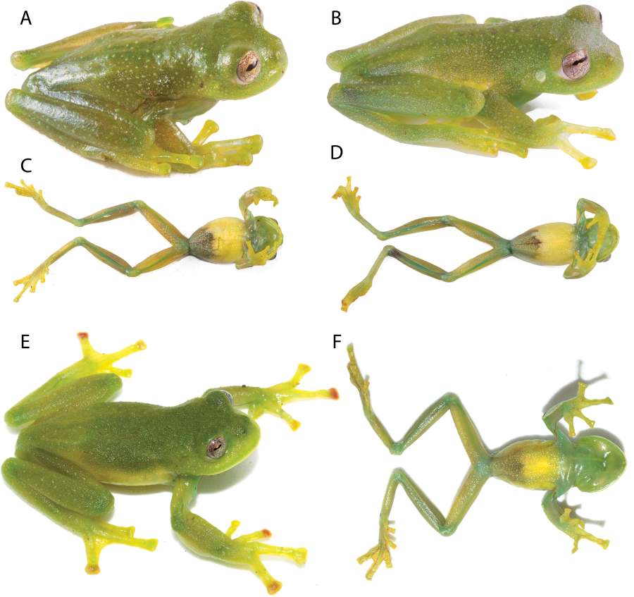 Una especie de rana de cristal del Kutukú se originó hace más de 2 ...