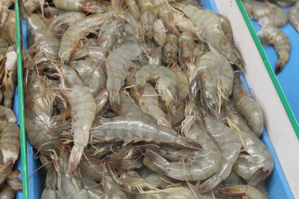 ¿Qué hay detrás del éxito mundial del camarón ecuatoriano? - La nota en ...