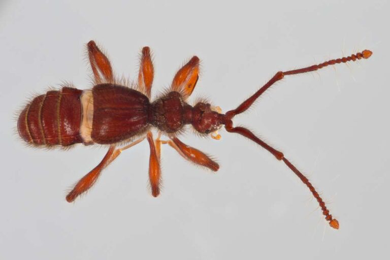 Dos nuevas especies de escarabajos en Ecuador - La nota en línea
